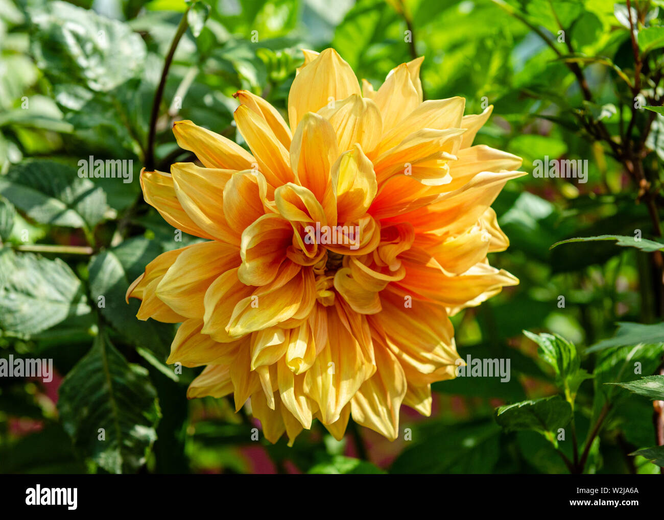 National flower of mexico hi-res stock photography and images - Alamy