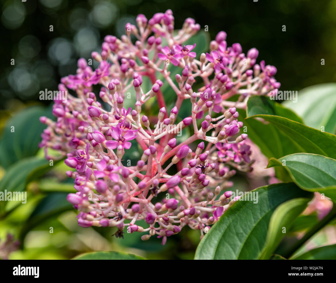 Close-up photo of a pink Milkweed Flower; most of them are toxic Stock ...