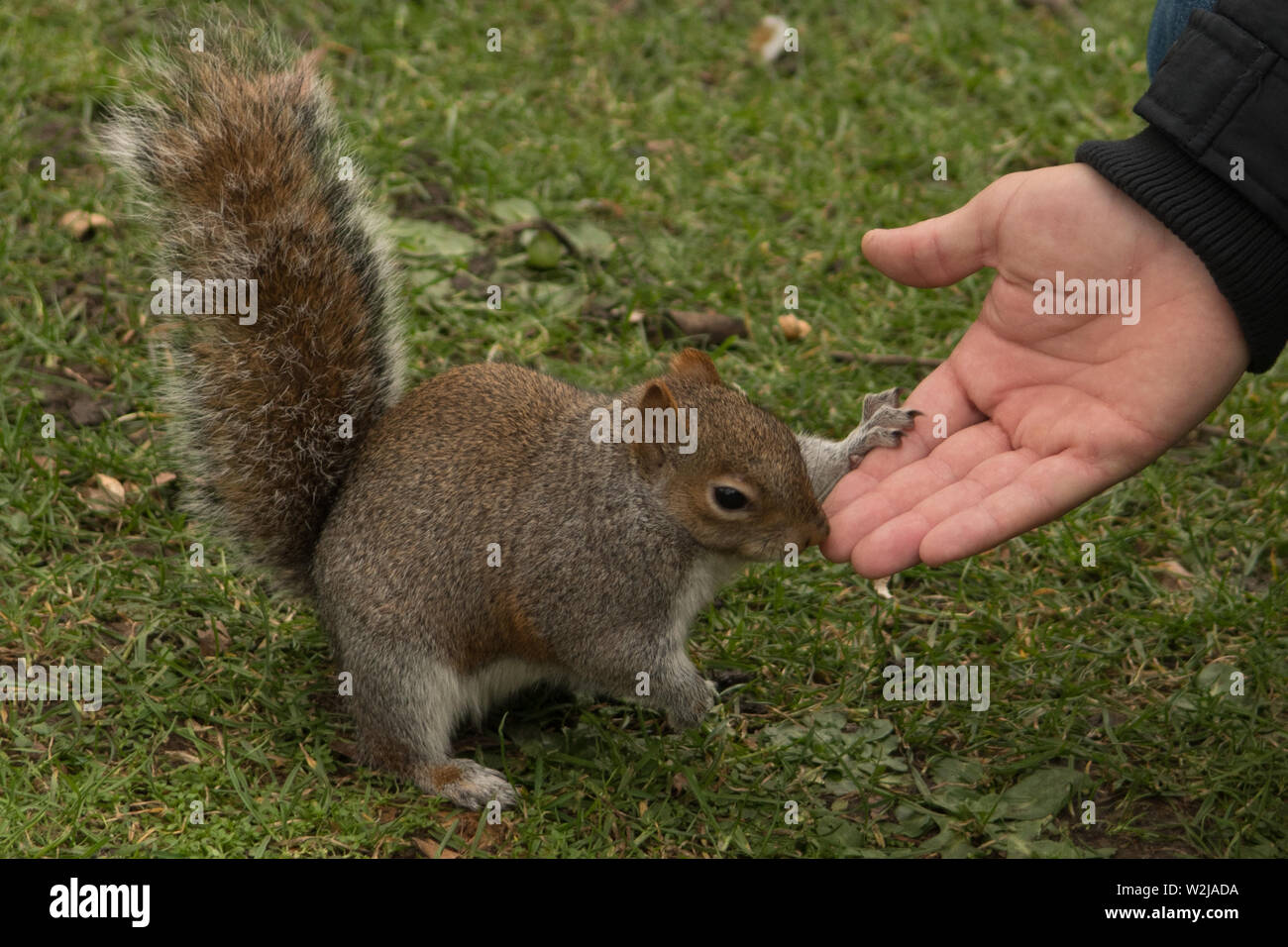 Grey squirrel offering hand shake Stock Photo - Alamy