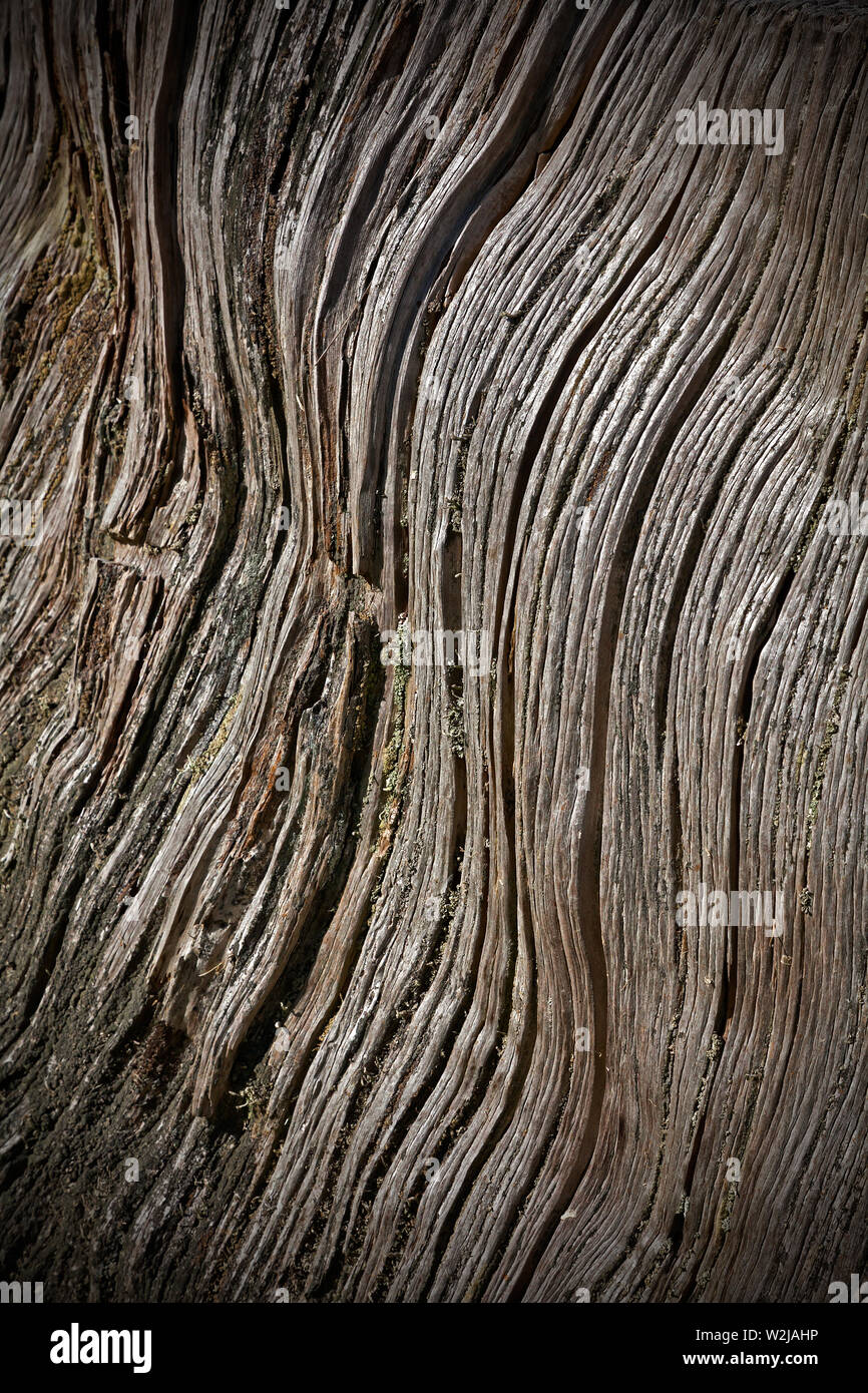 Ancient Yew tree wood grain with cracked and weathered surface concept ...
