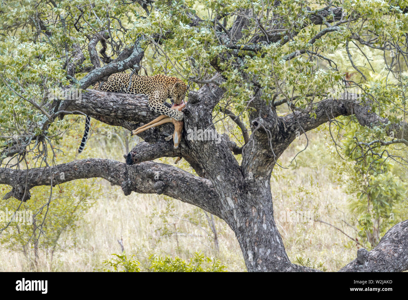 Leopard with kill on a tree in Kruger National park, South Africa ...