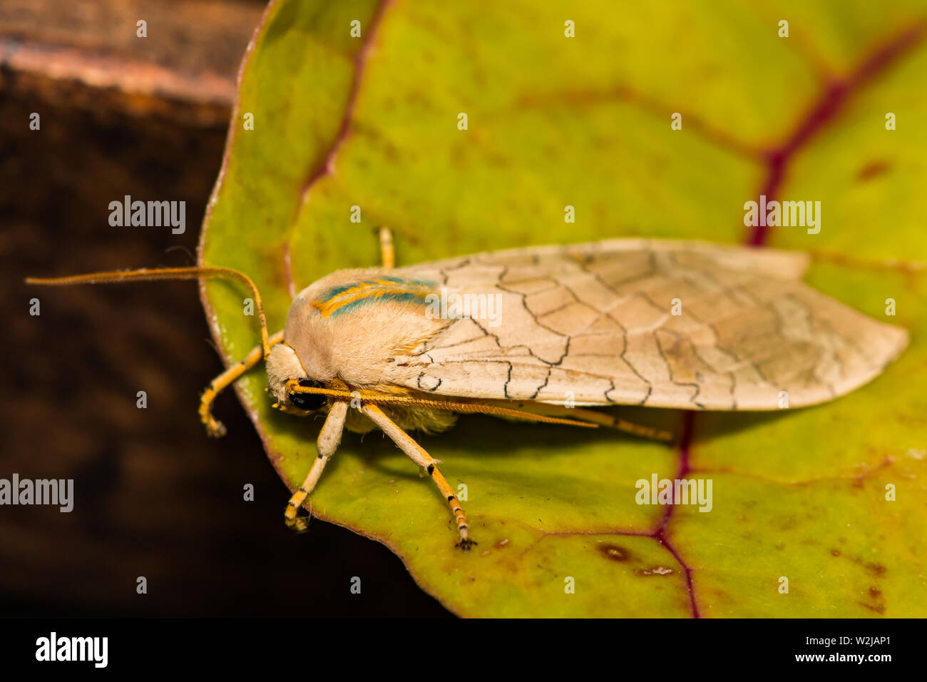 Banded Tussock Moth (Halysidota tessellaris Stock Photo - Alamy