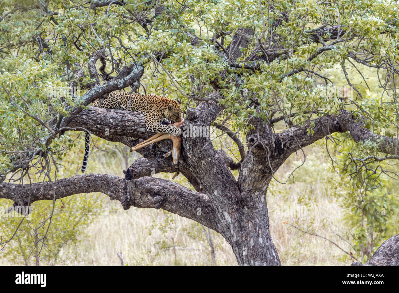 Leopard with kill on a tree in Kruger National park, South Africa ...