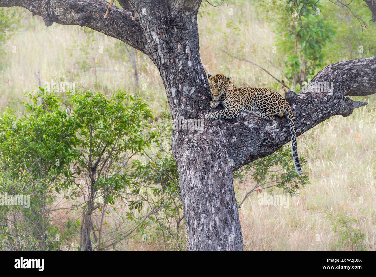 Leopard lying down on a tree in Kruger National park, South Africa ...