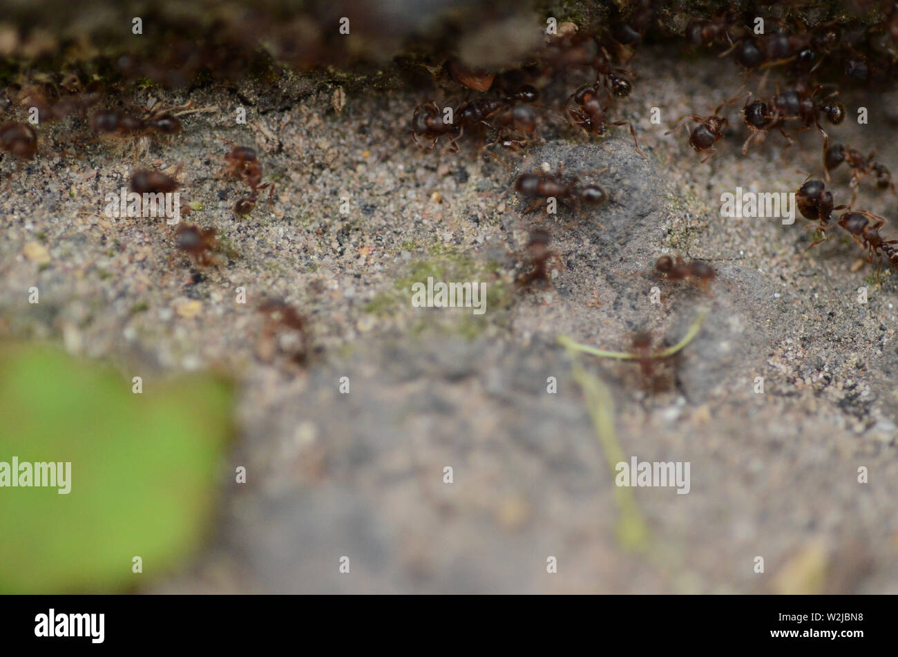 Living in colonies hi-res stock photography and images - Alamy