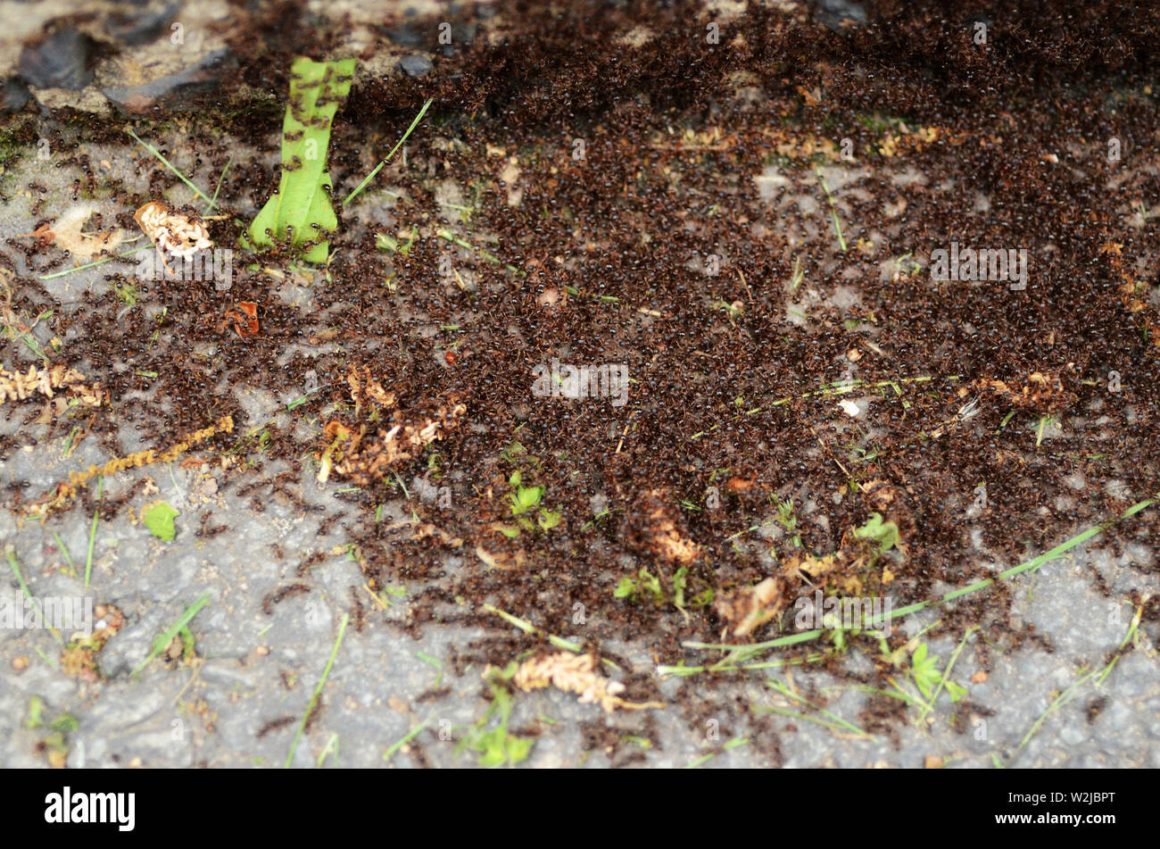 BATTLE: An epic war between two colonies of ants takes place on a ...