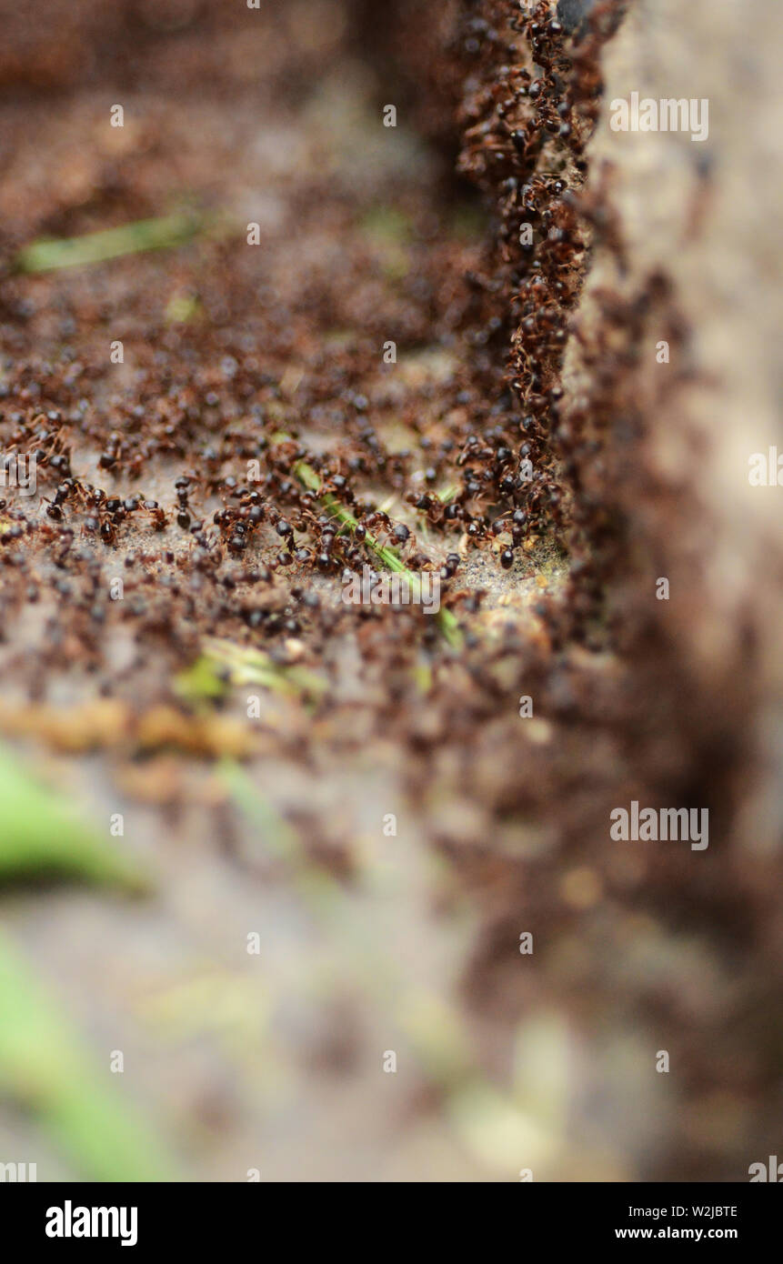 Living in colonies hi-res stock photography and images - Alamy