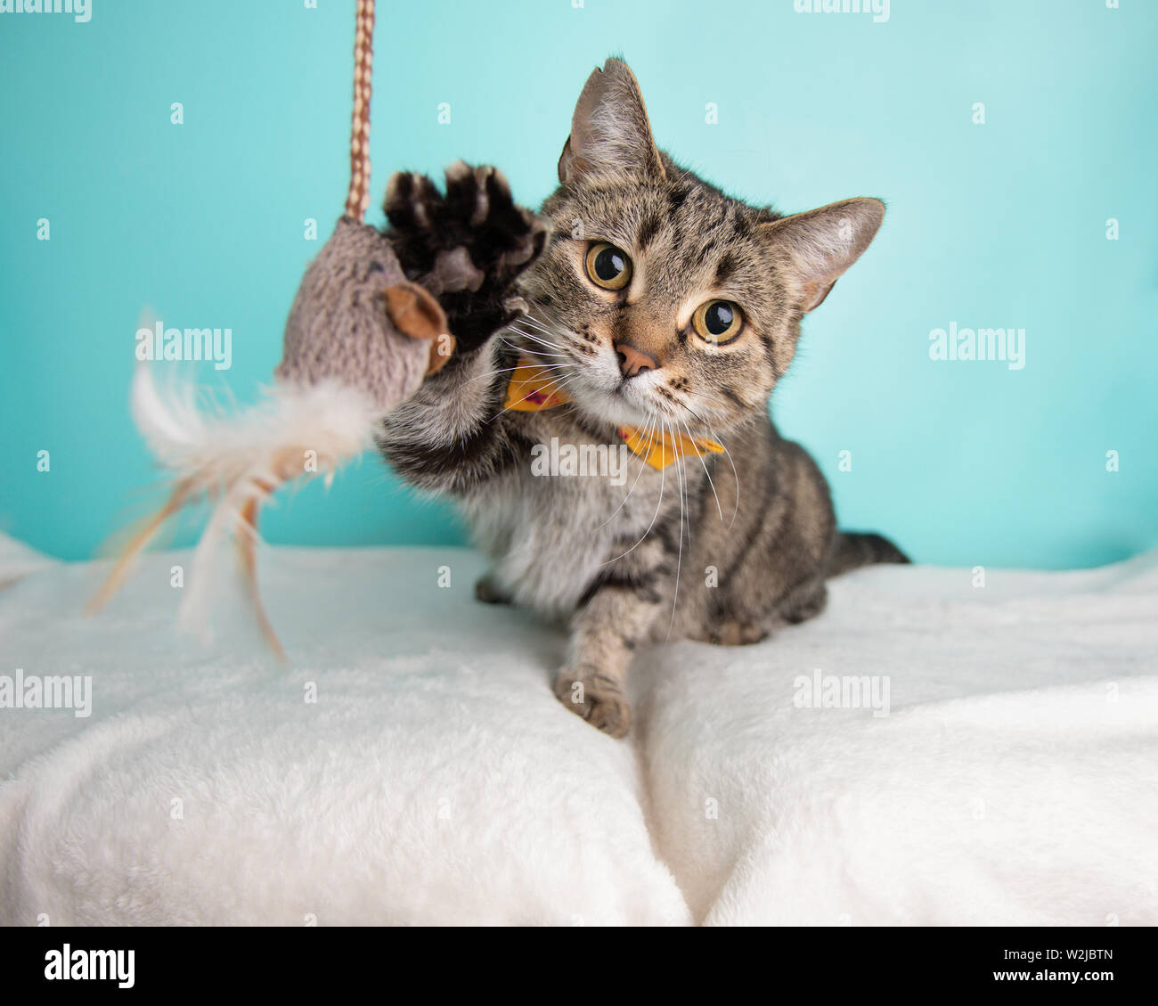 Young cat playing toy in hi-res stock photography and images - Alamy