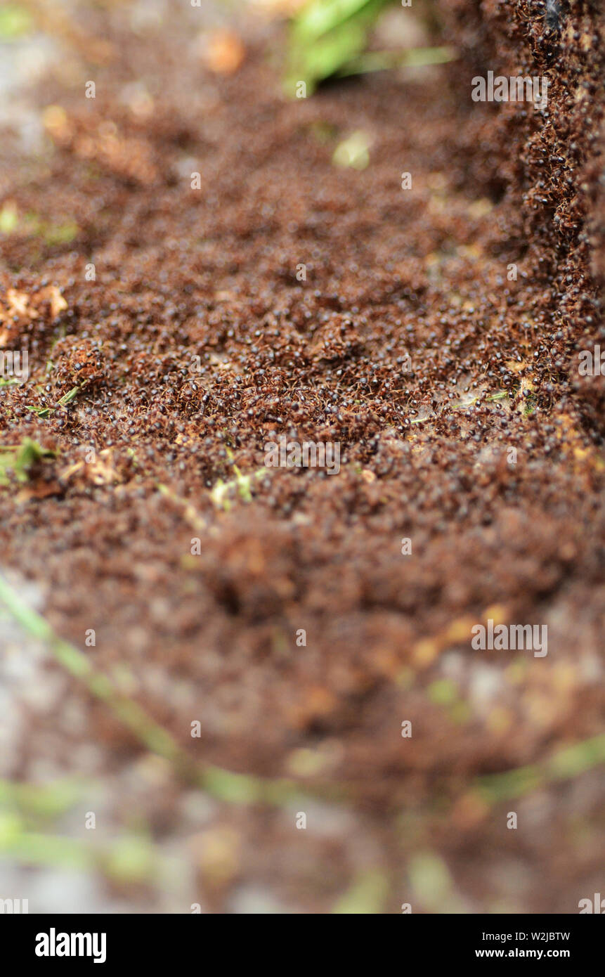 BATTLE: An epic war between two colonies of ants takes place on a ...