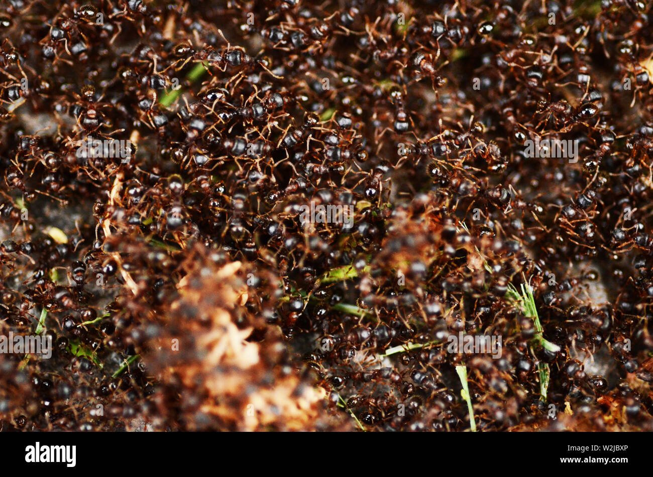 BATTLE: An epic war between two colonies of ants takes place on a ...