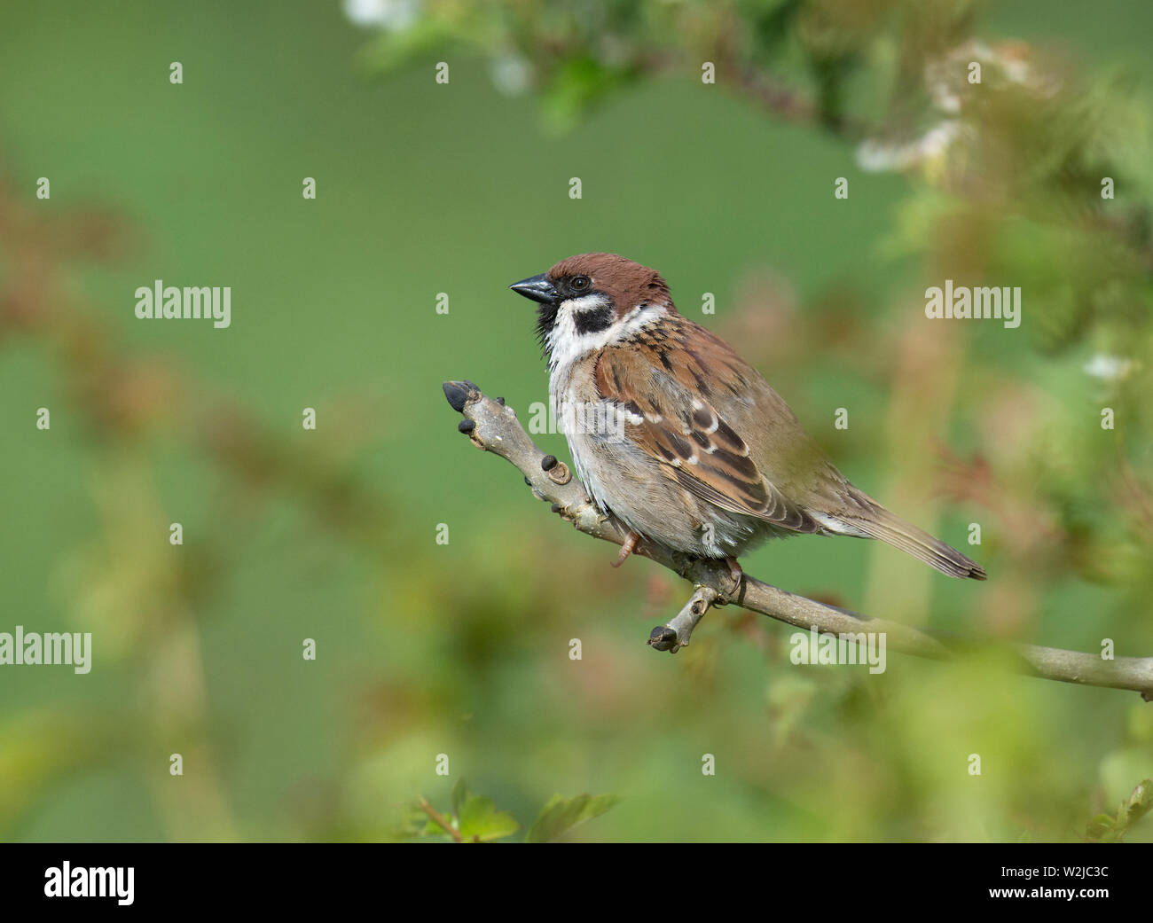 Tree sparrows uk hi-res stock photography and images - Alamy