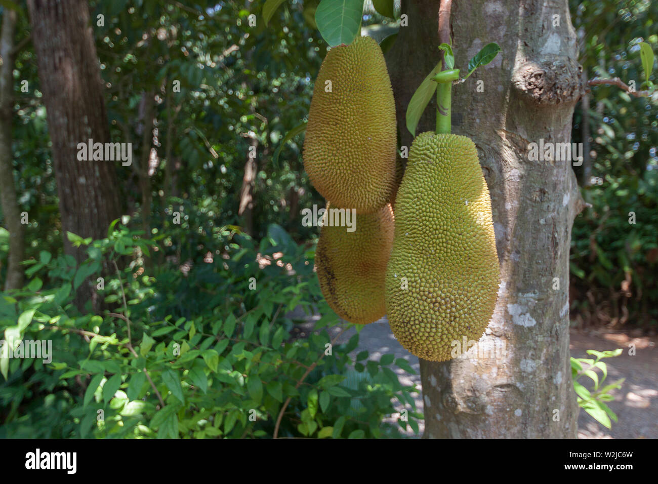 Jack fruit tree hi-res stock photography and images - Alamy