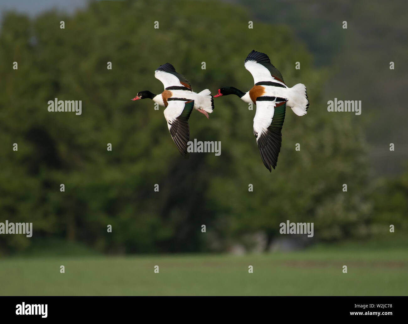 Two common shelduck flying hi-res stock photography and images - Alamy