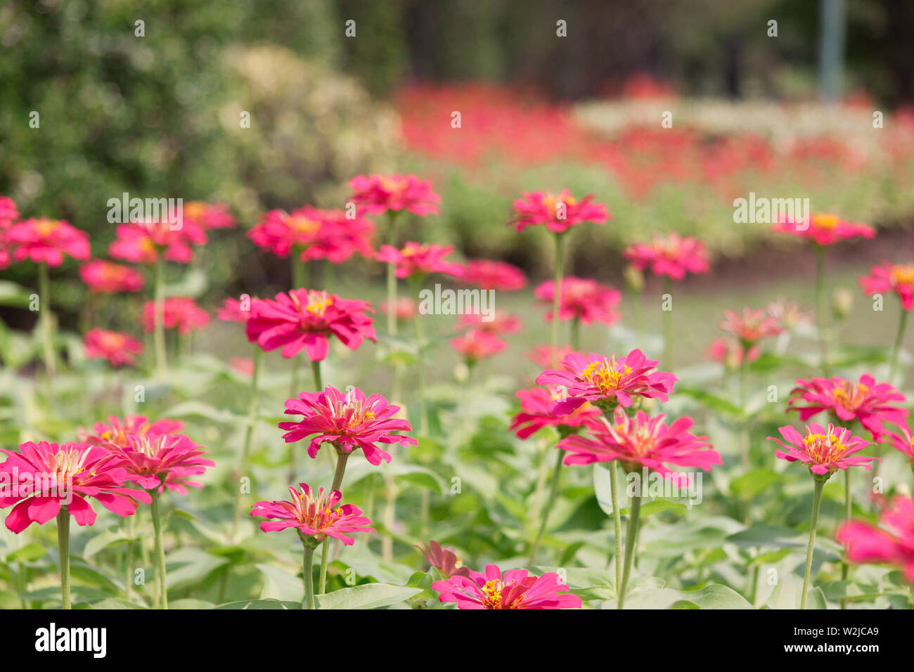 Beautiful gerbera flower in garden Stock Photo - Alamy
