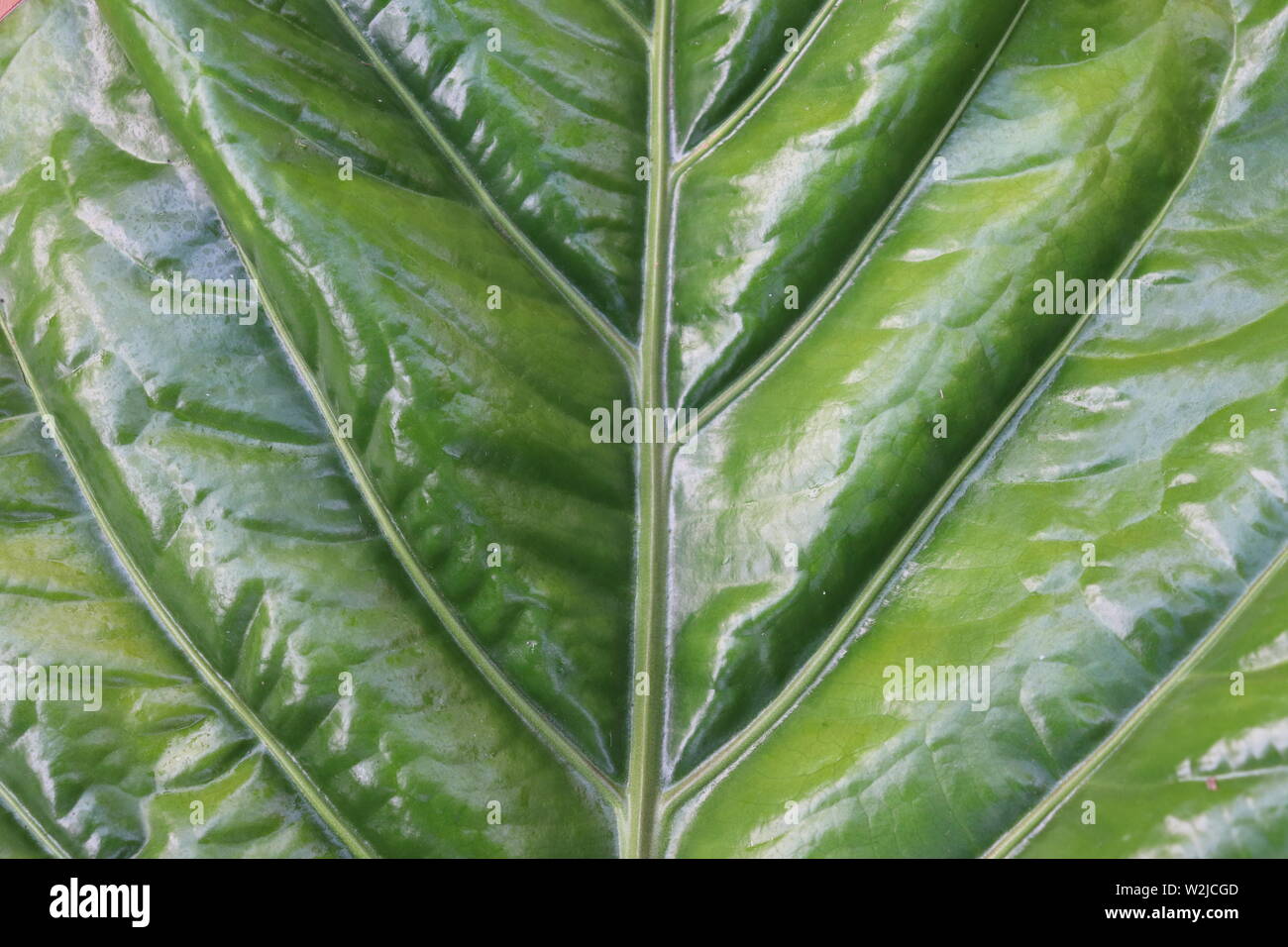 tropical leaves fibers Stock Photo - Alamy