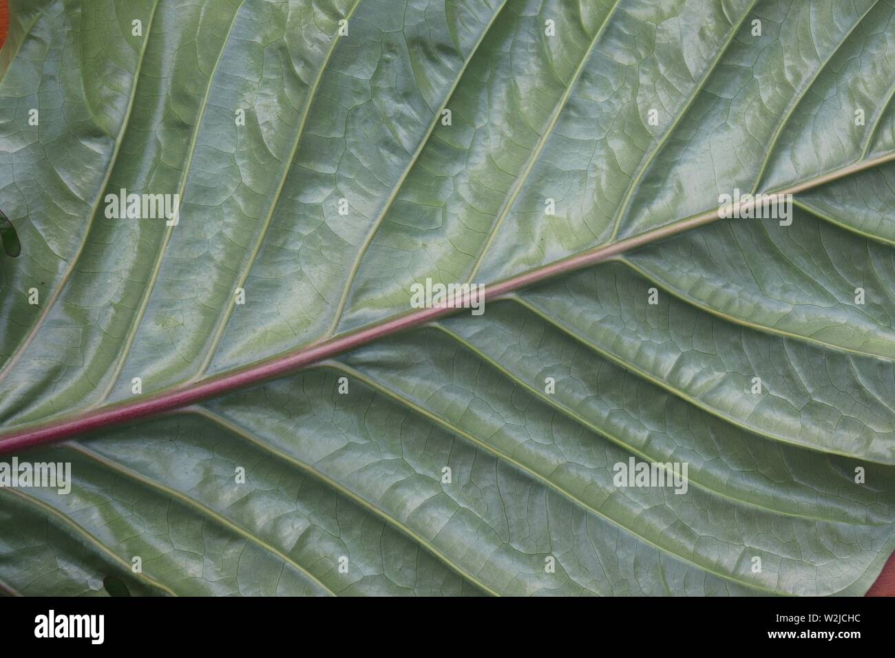 tropical leaves fibers Stock Photo - Alamy