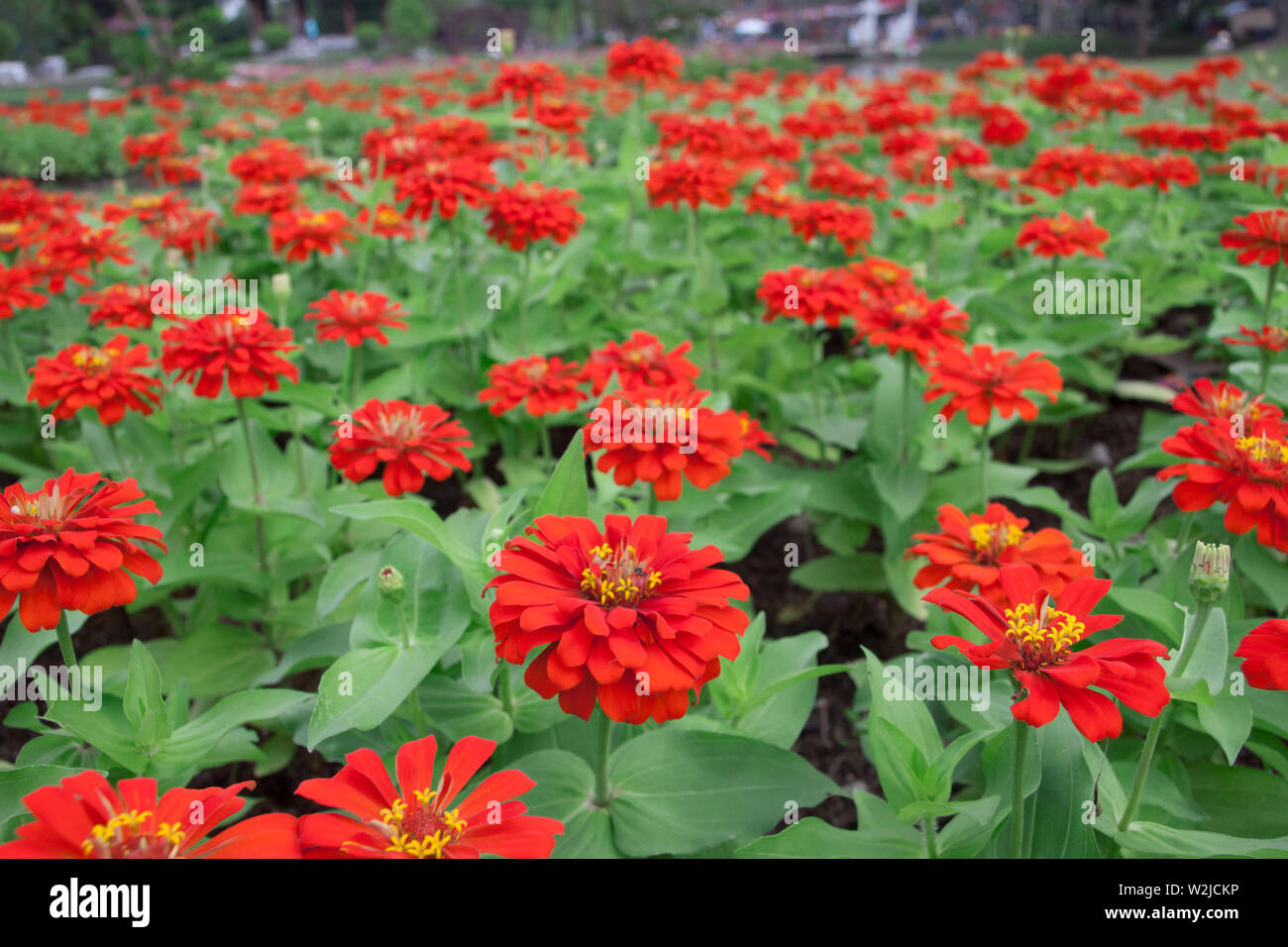 Beautiful gerbera flower in garden Stock Photo - Alamy