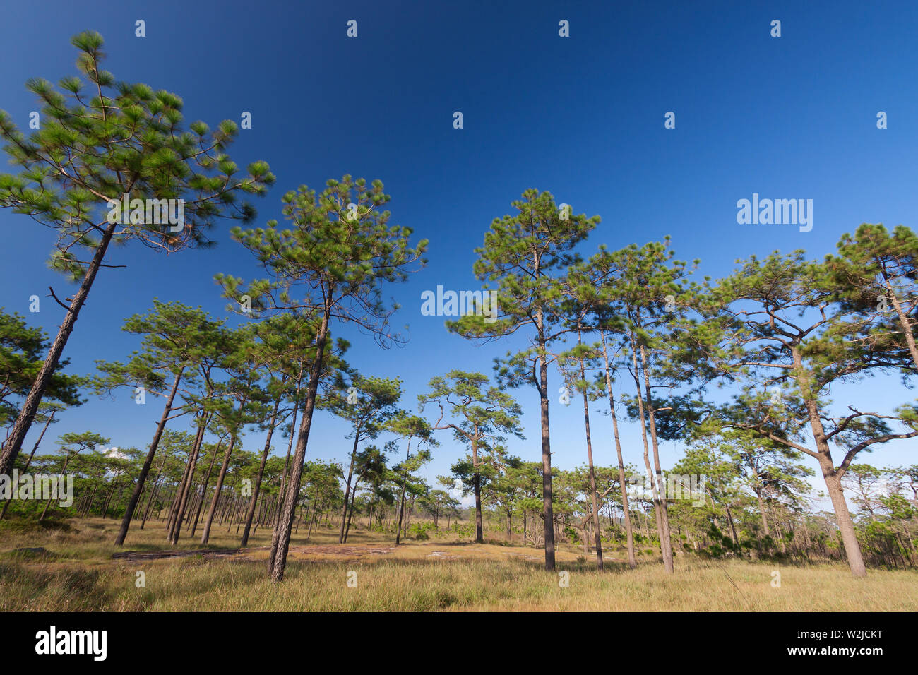 Pine with blue sky Stock Photo - Alamy