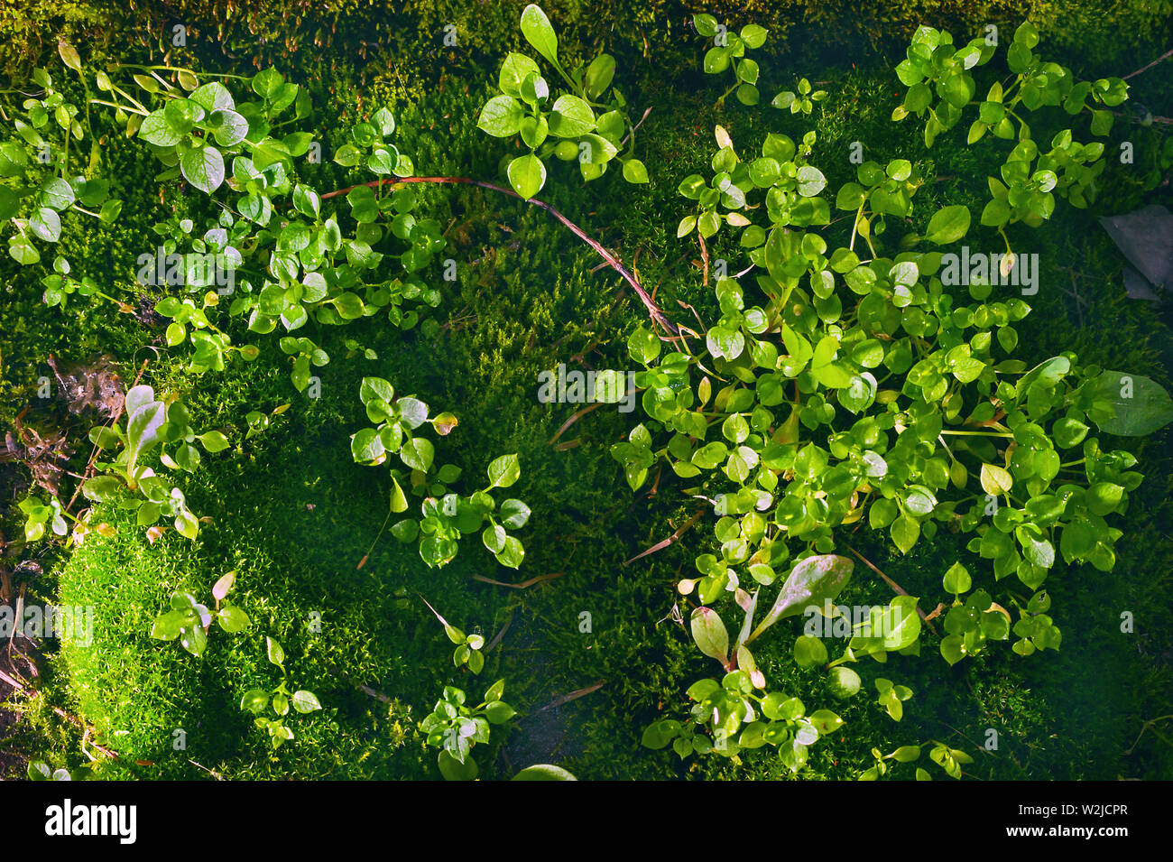 Top Down View of Little Green Wildflower Sprouts Growing on Haircap ...