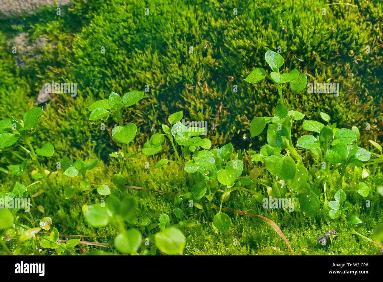 Little Green Wildflower Sprouts Growing on Haircap Moss with Shining ...