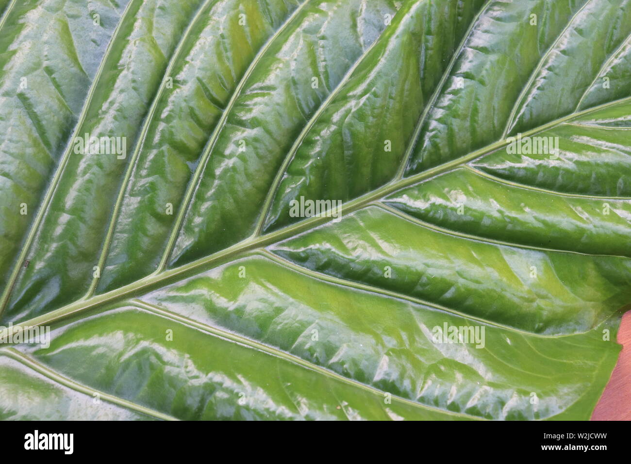 tropical leaves fibers Stock Photo - Alamy