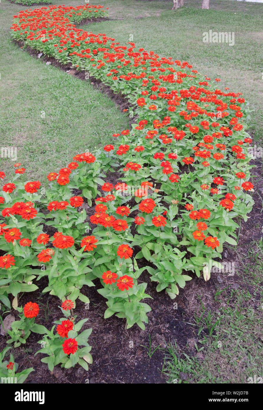 Beautiful gerbera flower in garden Stock Photo - Alamy
