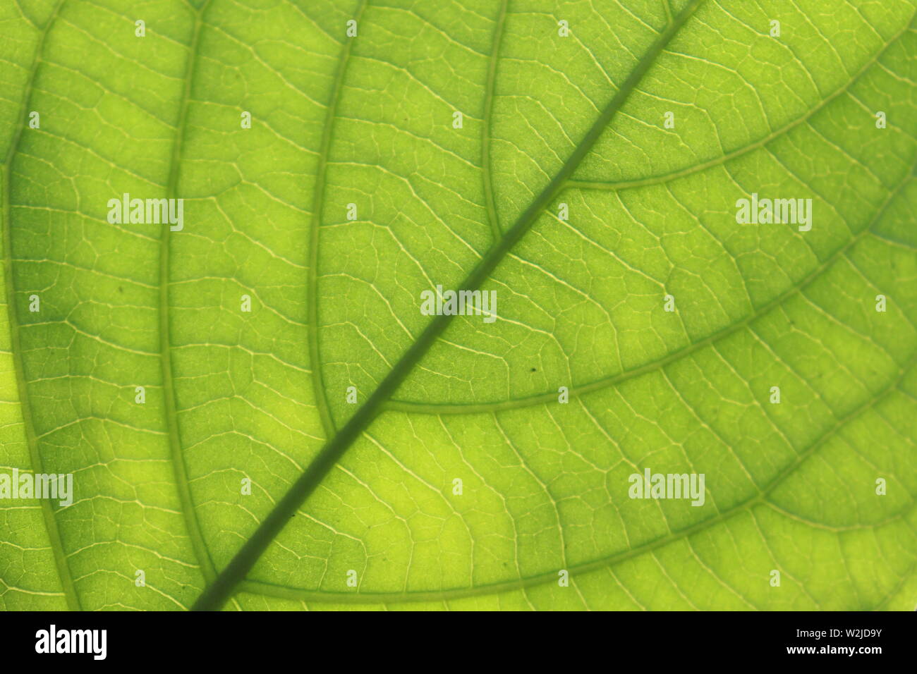 tropical leaf fibers Stock Photo - Alamy