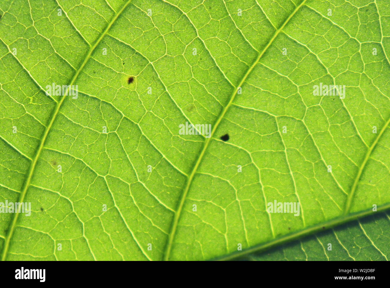 tropical leaf fibers Stock Photo - Alamy