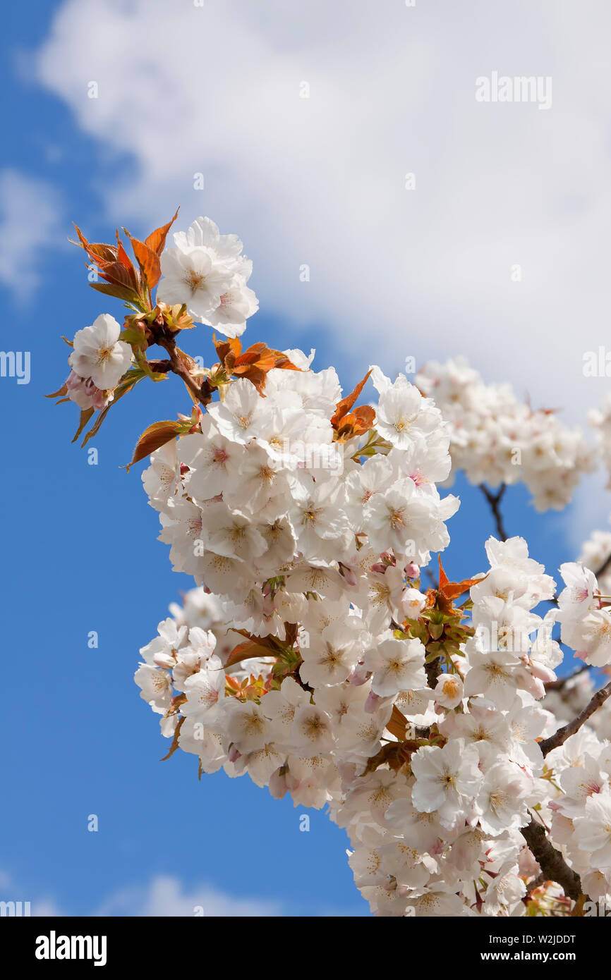 Blossoming apple tree Stock Photo - Alamy