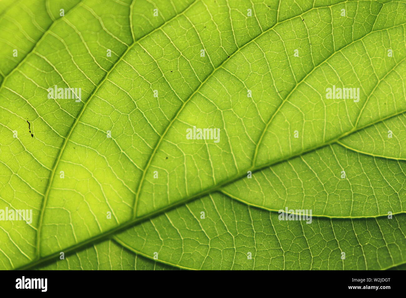 tropical leaf fibers Stock Photo - Alamy
