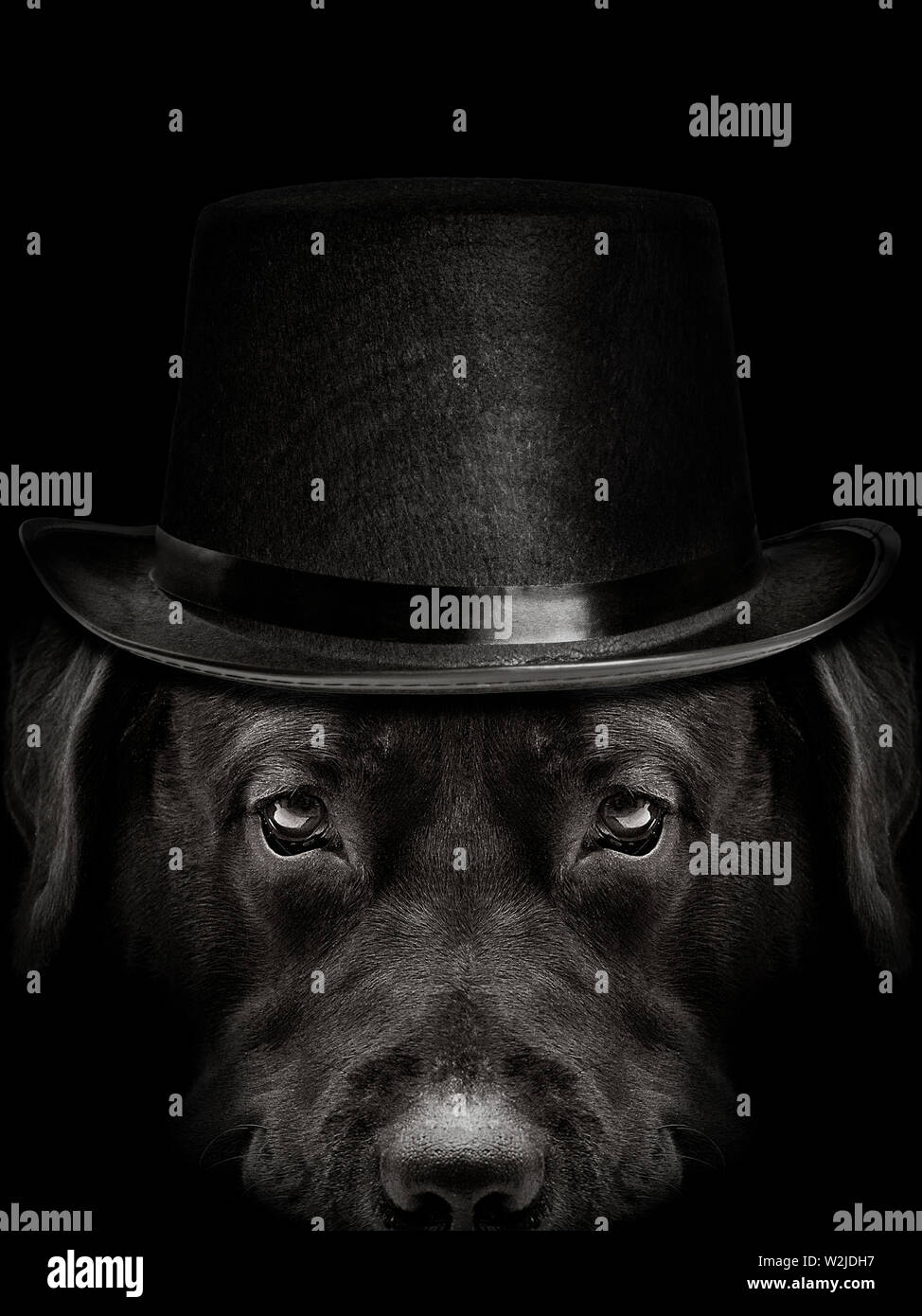 Nice black labrador hi-res stock photography and images - Alamy