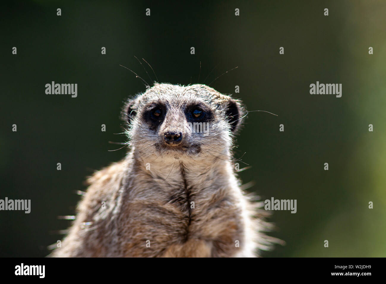 Meerkat Manor Wallpaper