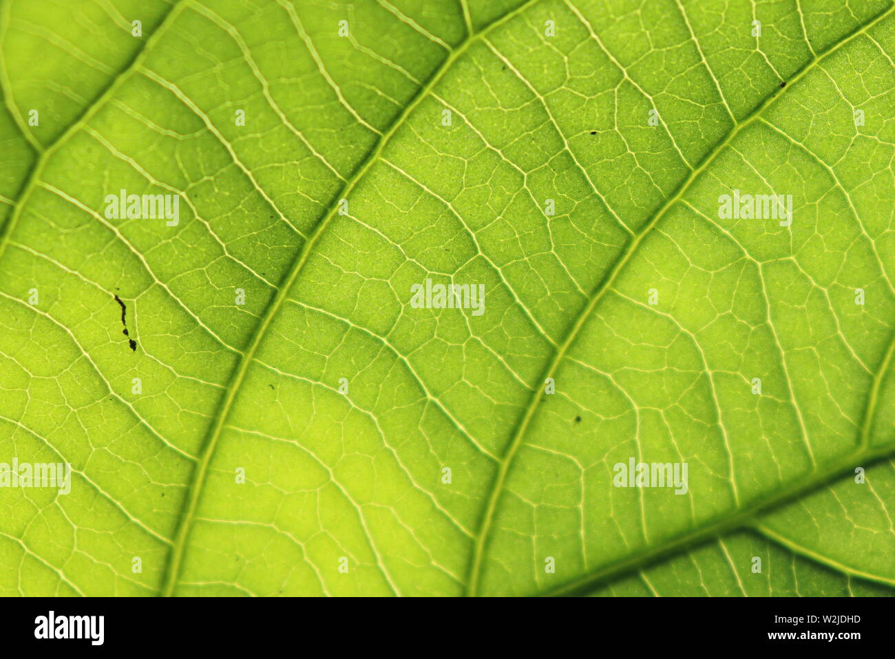 tropical leaf fibers Stock Photo - Alamy