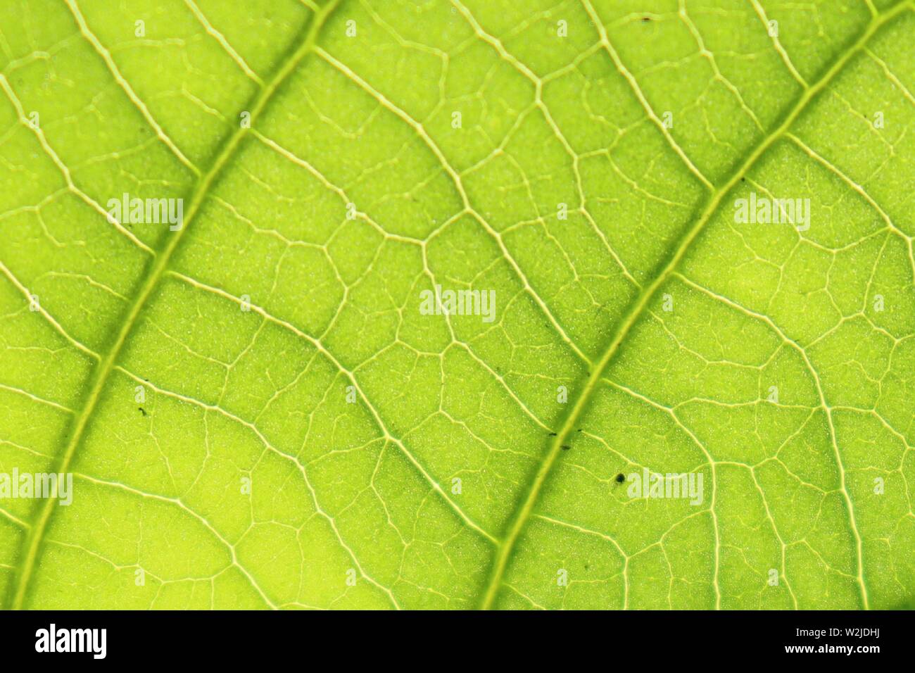 tropical leaf fibers Stock Photo - Alamy