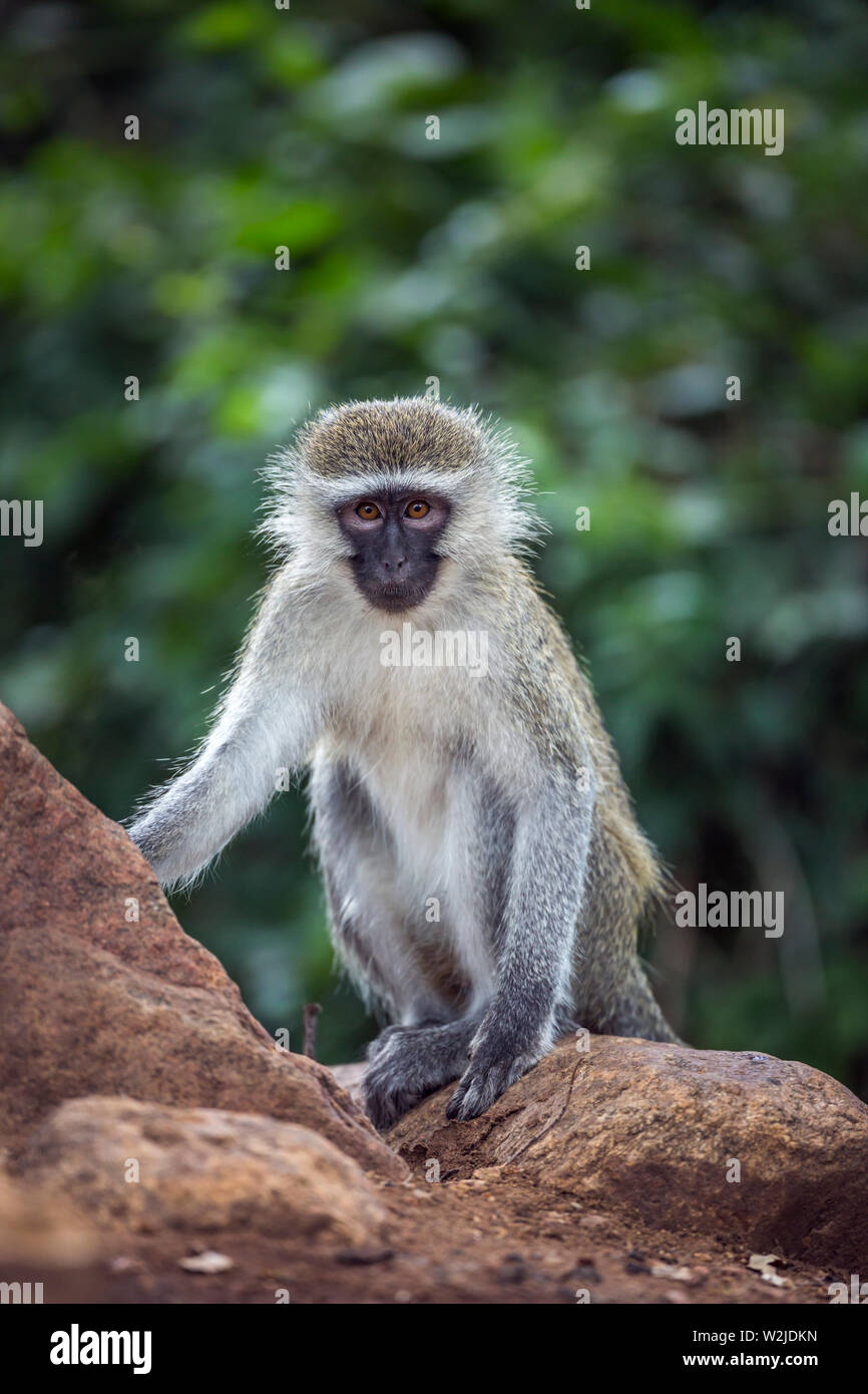 Vervet monkey standing with natural background in Kruger National park ...