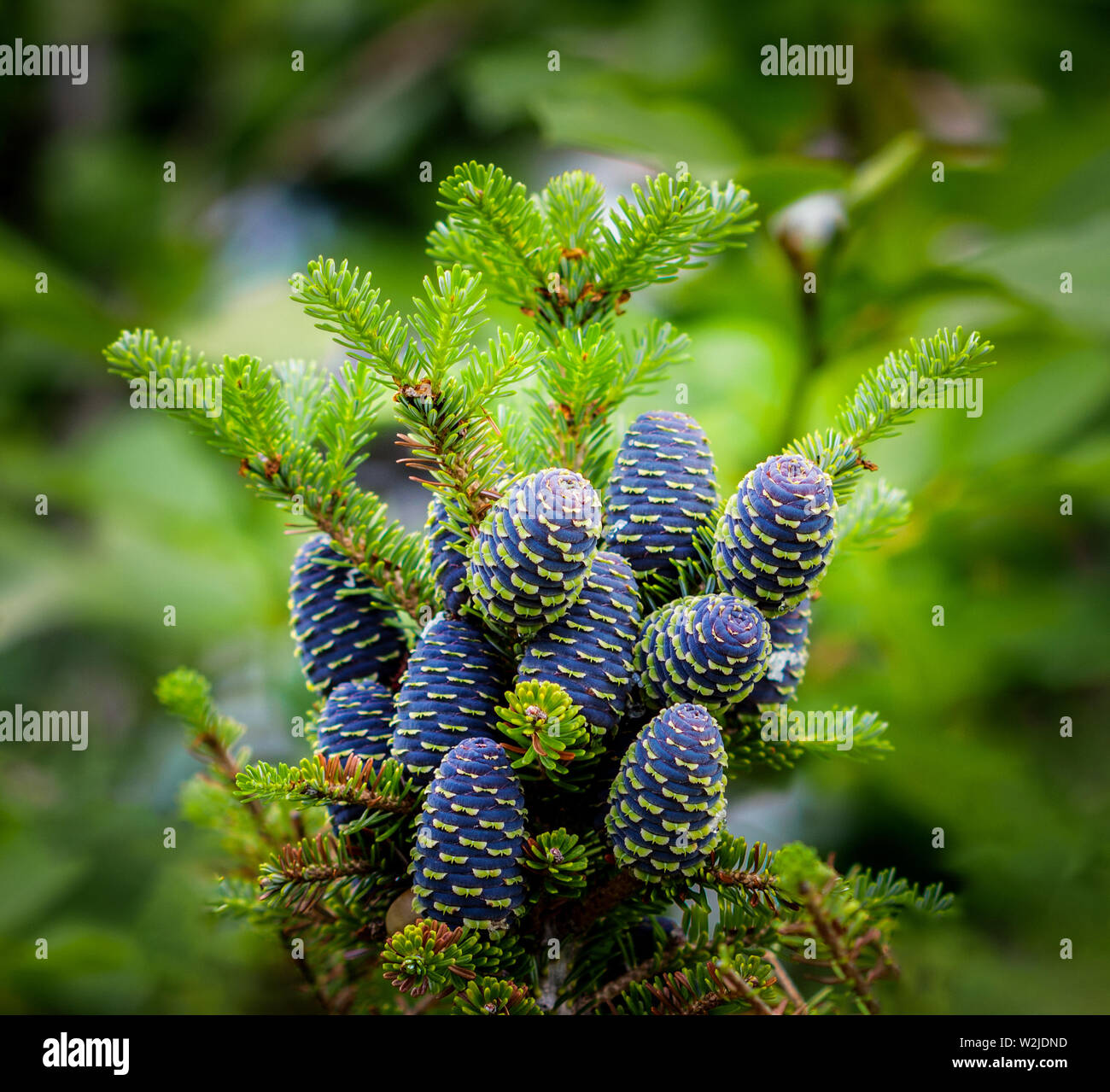 At the top of the tree has developed a whole bunch of cones Stock Photo ...