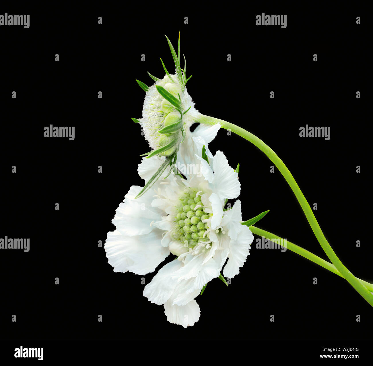 Scabiosa Lucida High Resolution Stock Photography and Images - Alamy