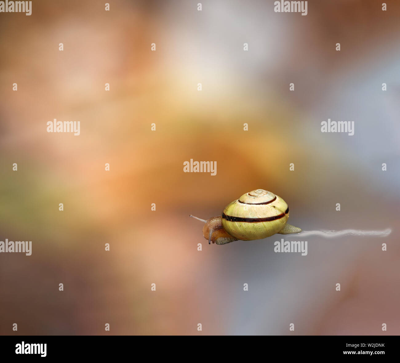 Snail trace hi-res stock photography and images - Alamy