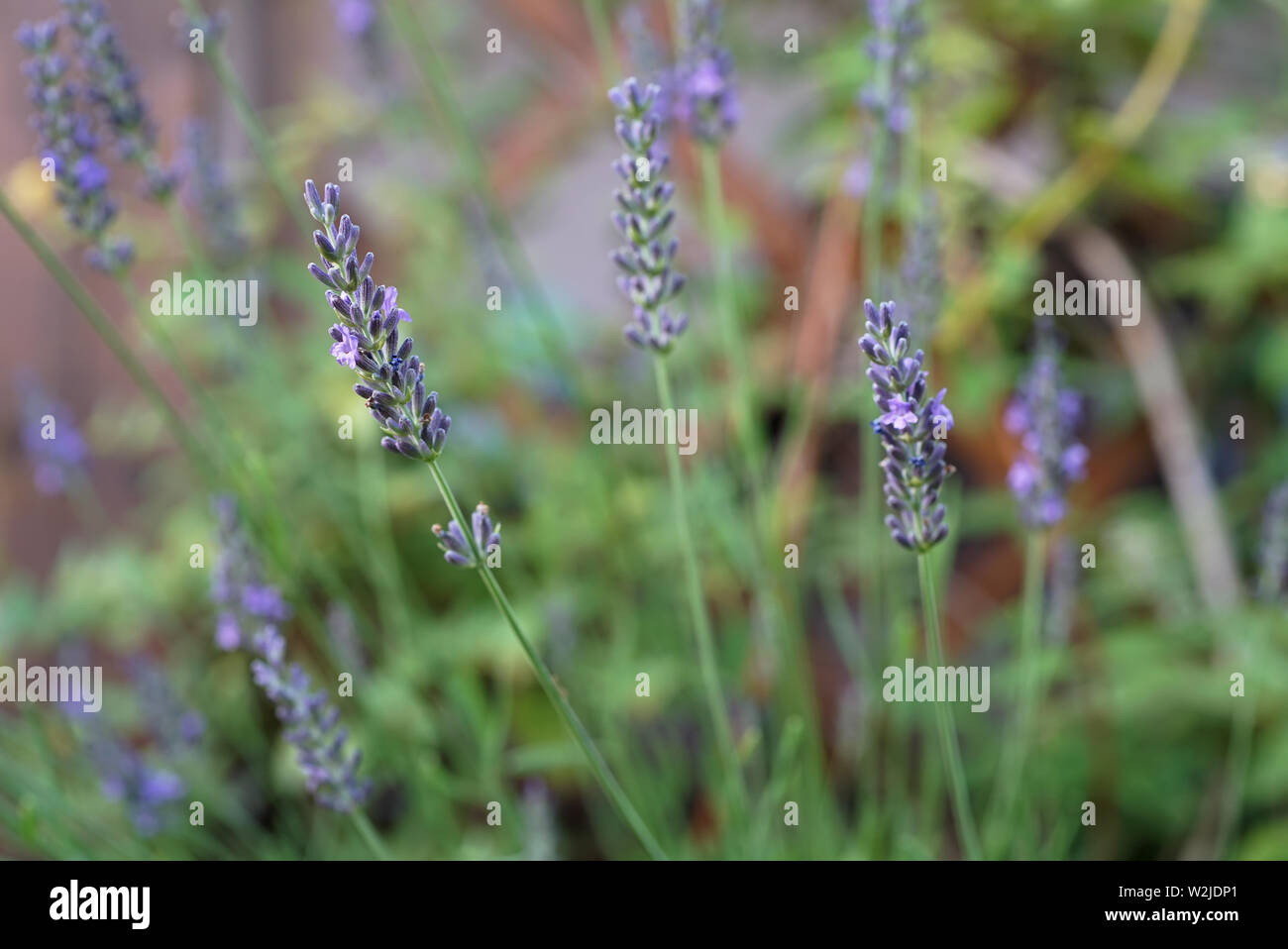 Delicate lavender flower hi-res stock photography and images - Alamy