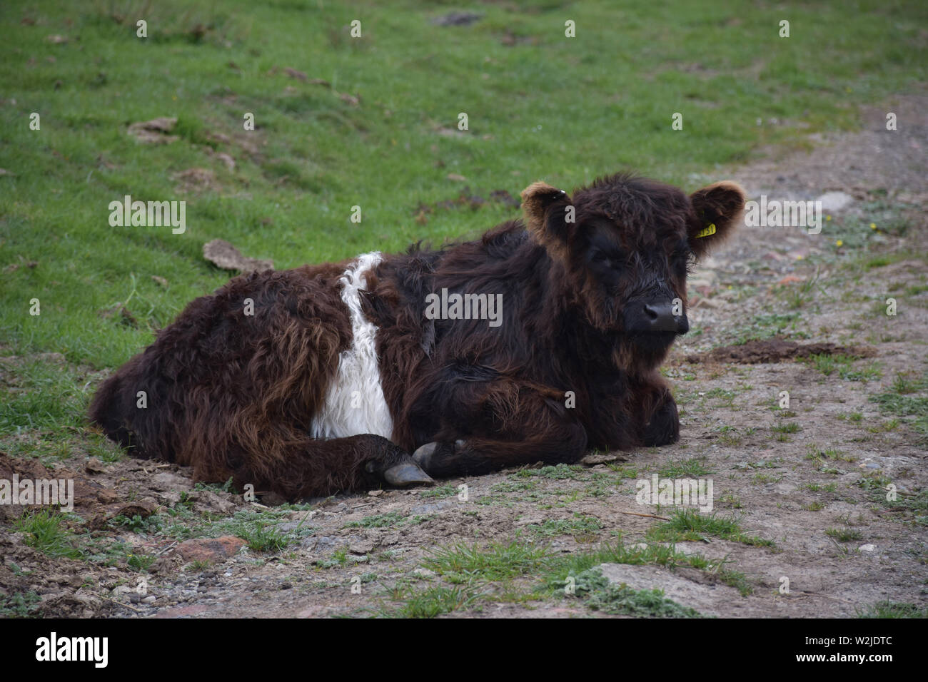 Young belted galloway calf laying down and resting Stock Photo - Alamy