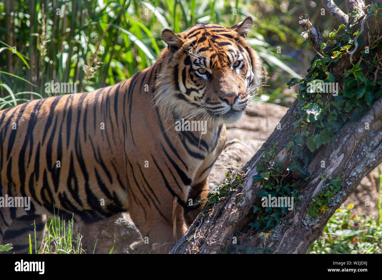 Sumatran Tigers at Manor House Wildlfie Park, Pembrokeshire, Wales ...