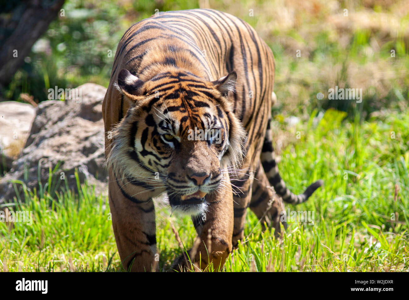 Manor house wildlife park wales hi-res stock photography and images - Alamy