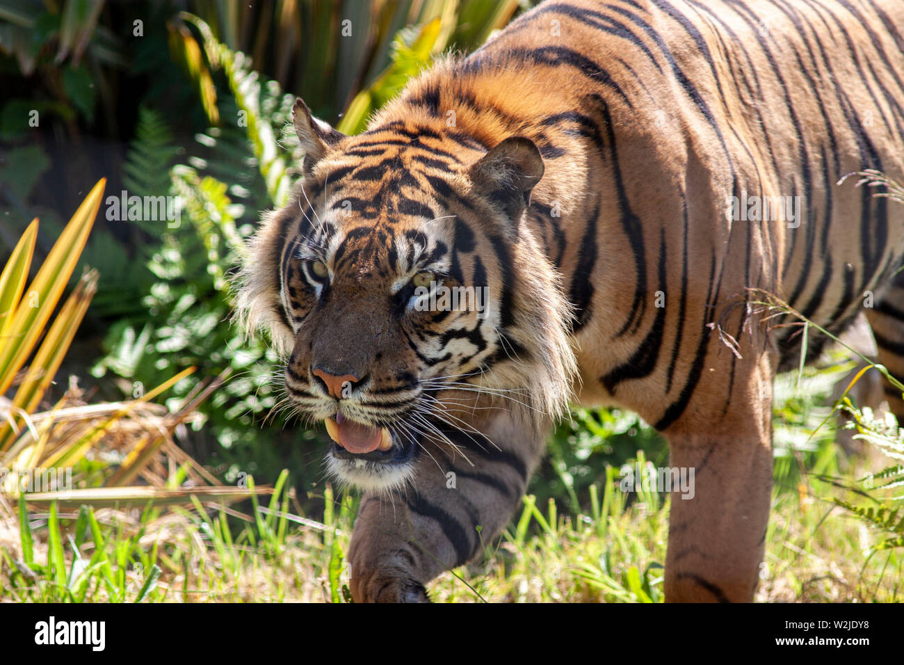 Manor house wildlife park wales hi-res stock photography and images - Alamy