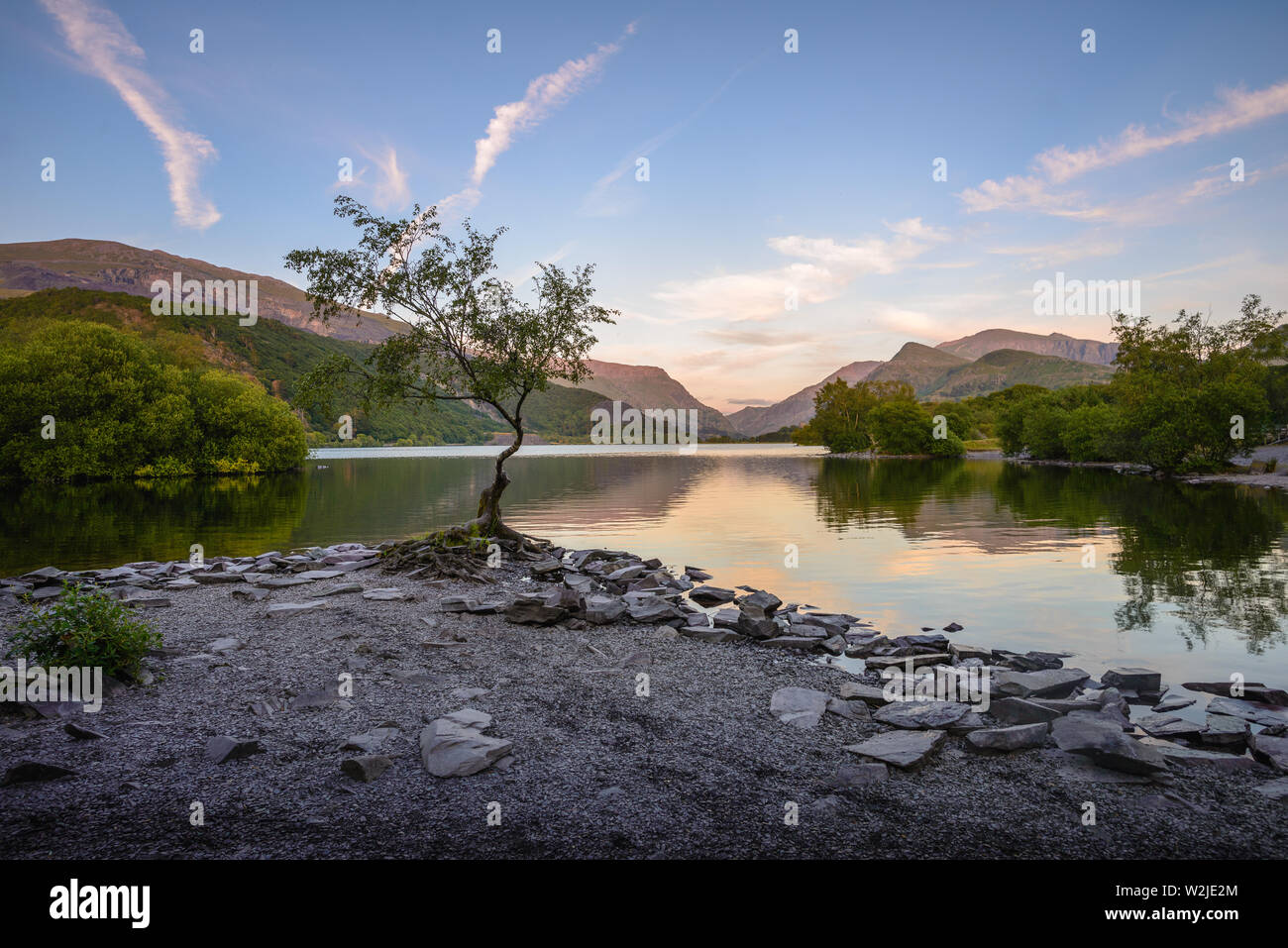 Lone tree on shoreline Llyn Padarn, Llanberis, calm lake and mount ...