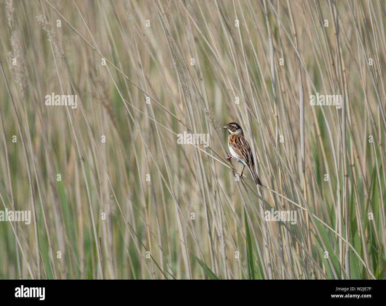 Reed bunting in reedbed hi-res stock photography and images - Alamy