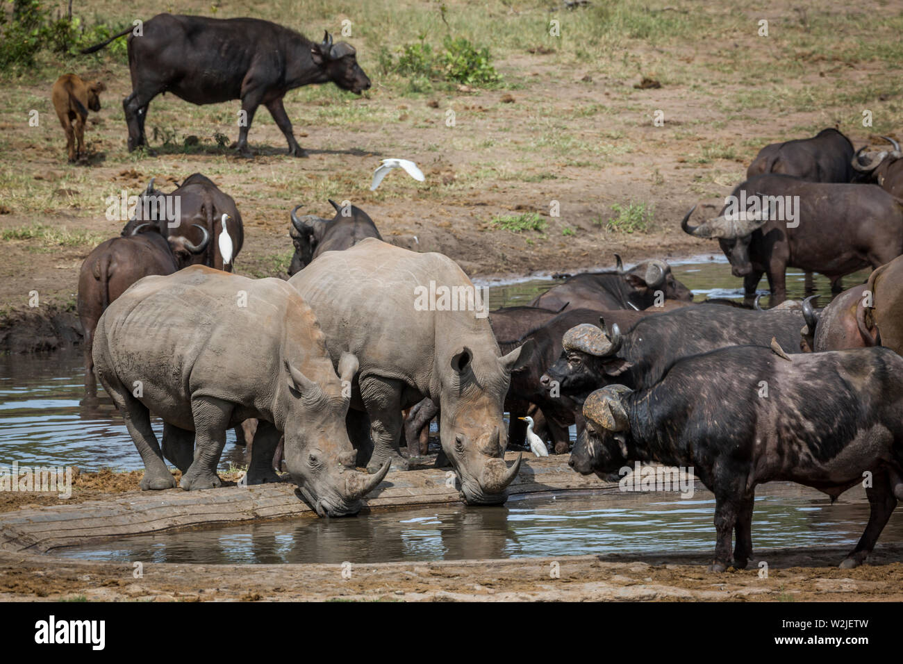 Buffalo poaching hi-res stock photography and images - Alamy