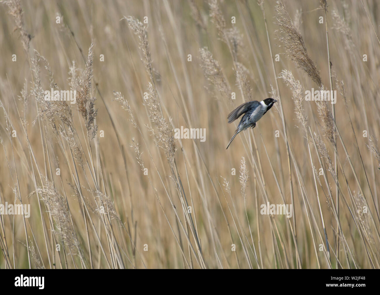 Reed bunting in flight hi-res stock photography and images - Alamy