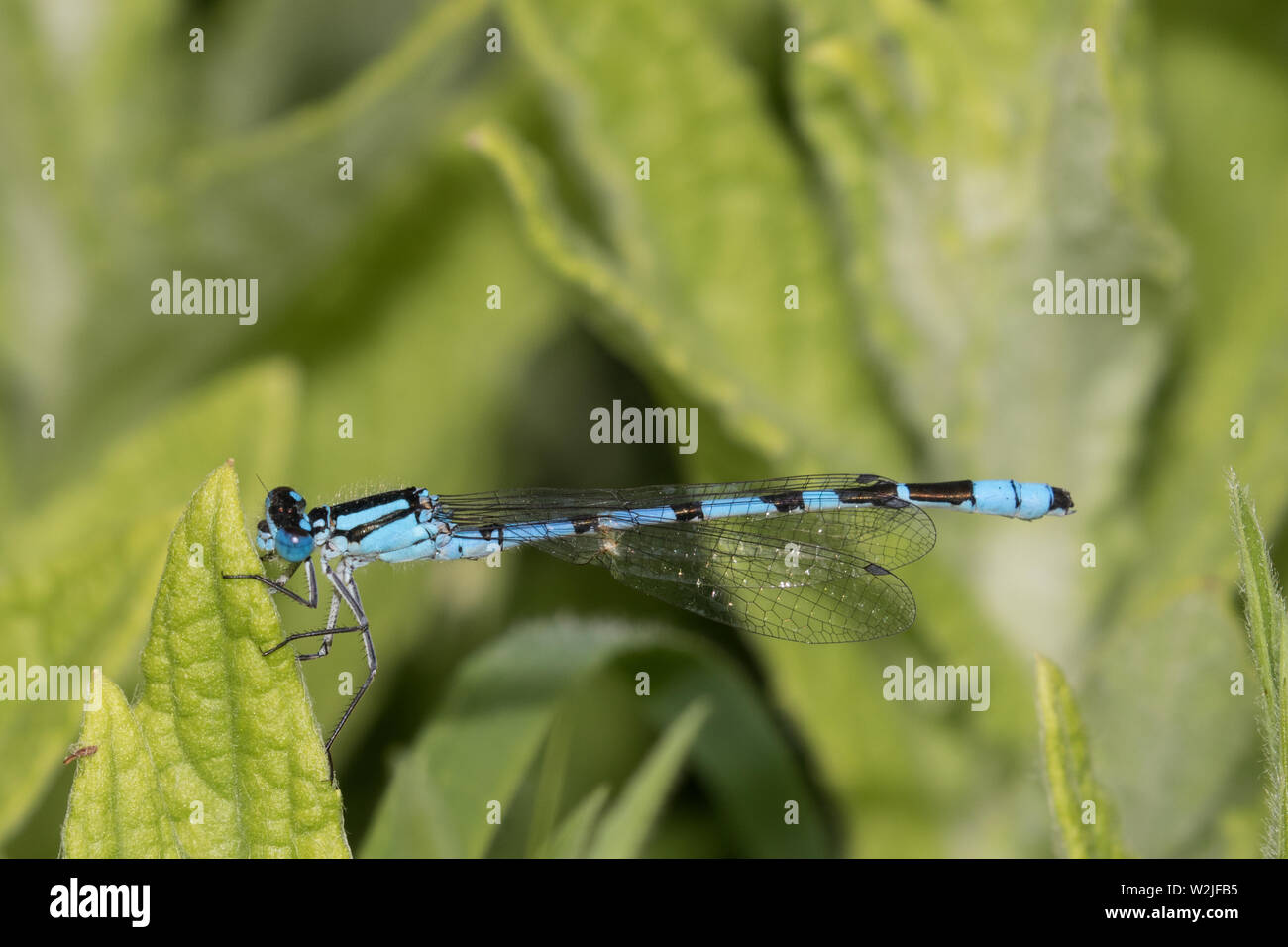 Common Blue Damselfly (male Stock Photo - Alamy