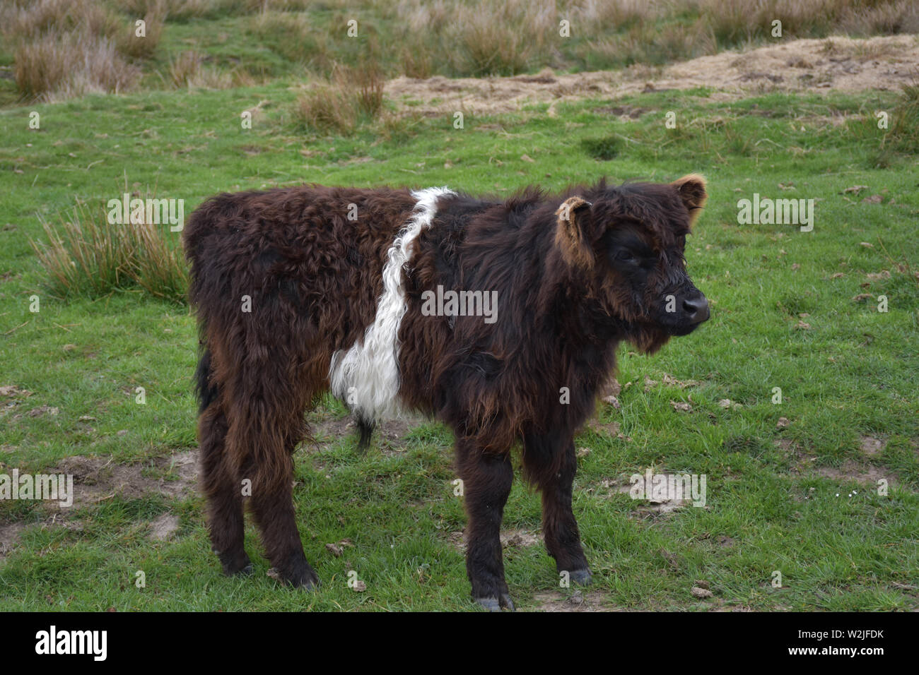 Dartmoor belted galloway hi-res stock photography and images - Alamy