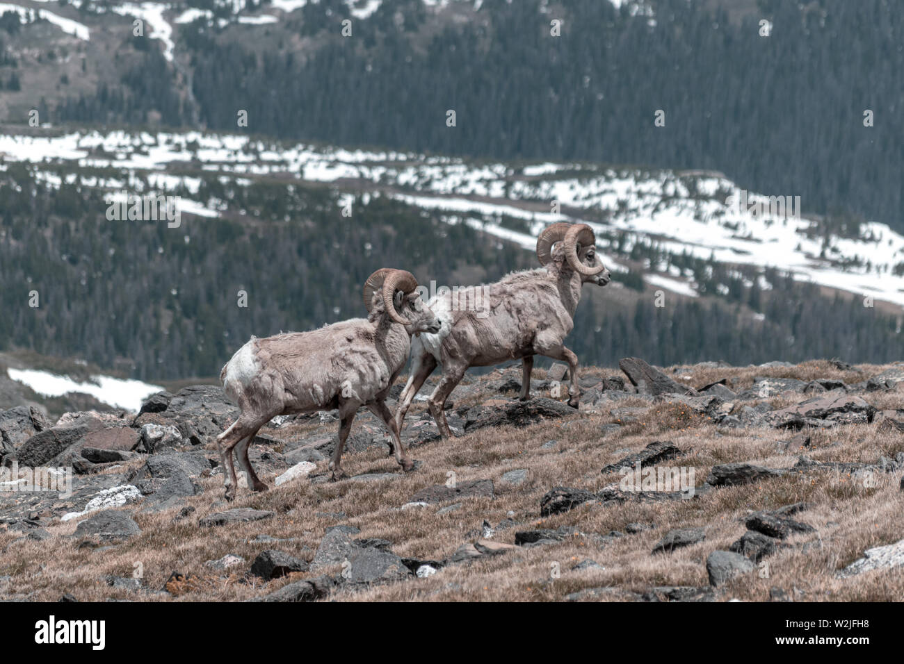 Big horn sheep walking hi-res stock photography and images - Alamy